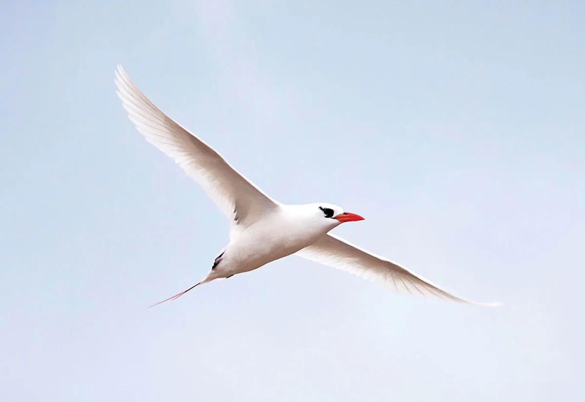 Birdfinder Tour | Discover Norfolk Island